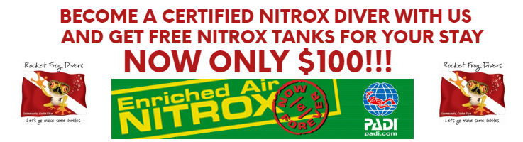 Scuba Diving Playa Flamingo, Costa Rica | Rocket Frog Divers